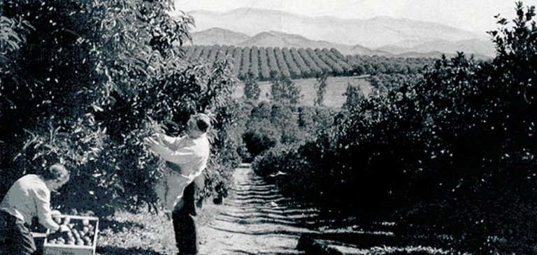 Blood Fruits: Settler-Colonialism and Youngian Oppression in the U.S ...